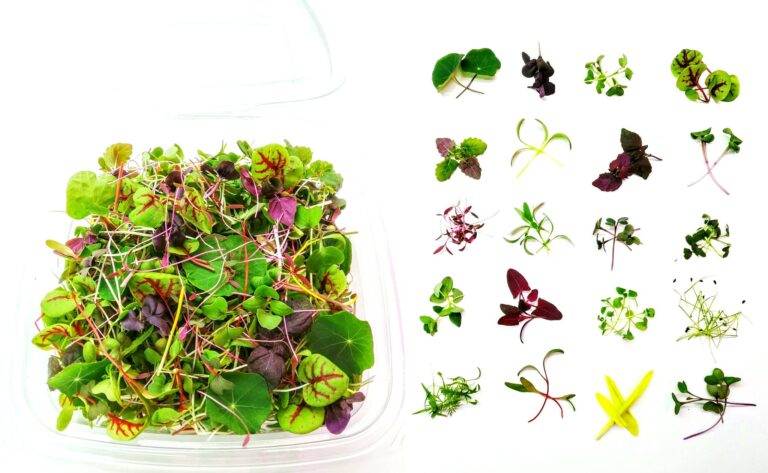 EDI Boosts Urban Farm's Growth - Telema